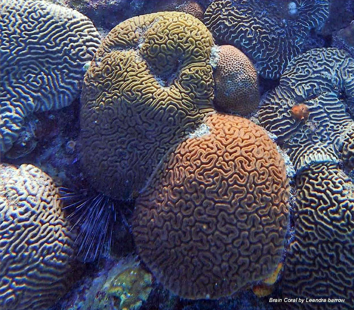 Education – CORALL Barbados